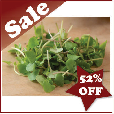 Basil, Cinnamon -226g – Sprout Master