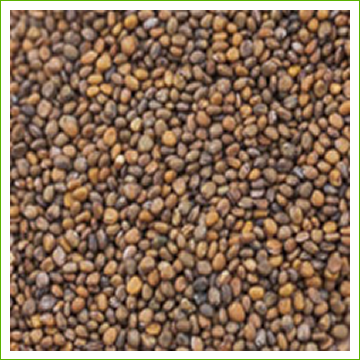 Arugula – Sprout Master