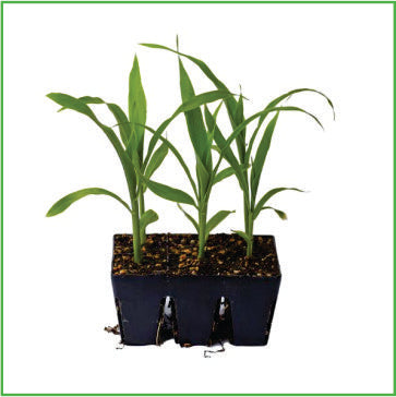 Epic 6-Cell Seed Starting Trays – Sprout Master