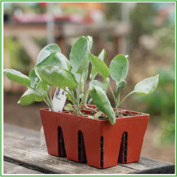 Epic 6-Cell Seed Starting Trays – Sprout Master