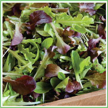 Lettuce Mix (organic) 100g – Sprout Master