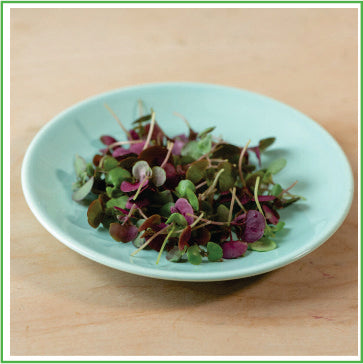 Shiso, Britton* 100g, 500g – Sprout Master