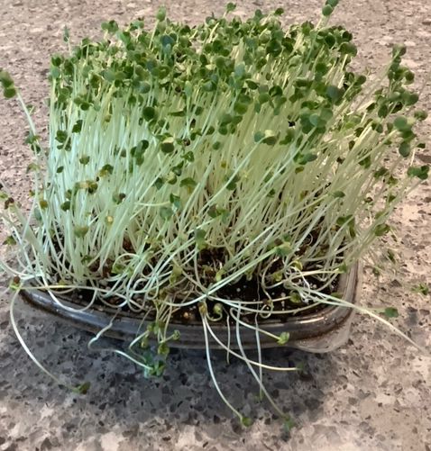 Broccoli (organic) 250g, 500g, 1kg, 5kg – Sprout Master