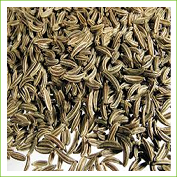 Caraway Seed organic – Sprout Master