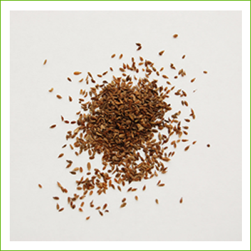 Carrot seed organic – Sprout Master