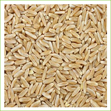 Kamut® grain – Sprout Master
