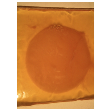 Kombucha Culture – Sprout Master