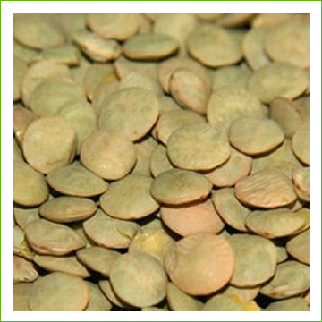 Lentils-Eston green – Sprout Master