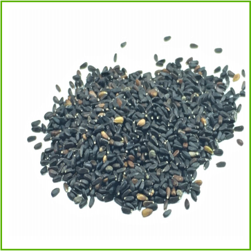 Lemon Balm 250g – Sprout Master