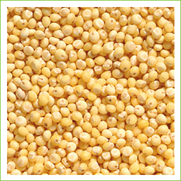 Millet-Hulled – Sprout Master