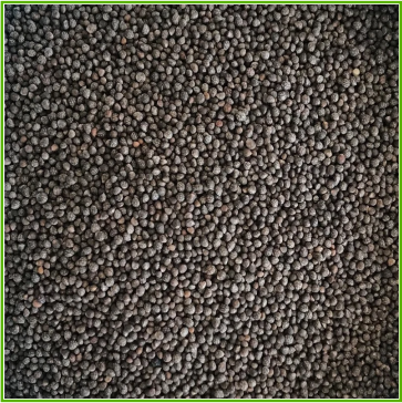 Perilla Red Gladiator 100g – Sprout Master