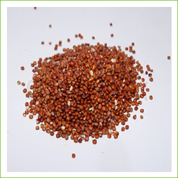 Quinoa-Red – Sprout Master