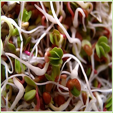 Radish, Rainbow (organic) 1 kg – Sprout Master