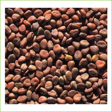 Radish, Ruby Stem – Sprout Master