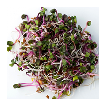 Radish Triton – Sprout Master